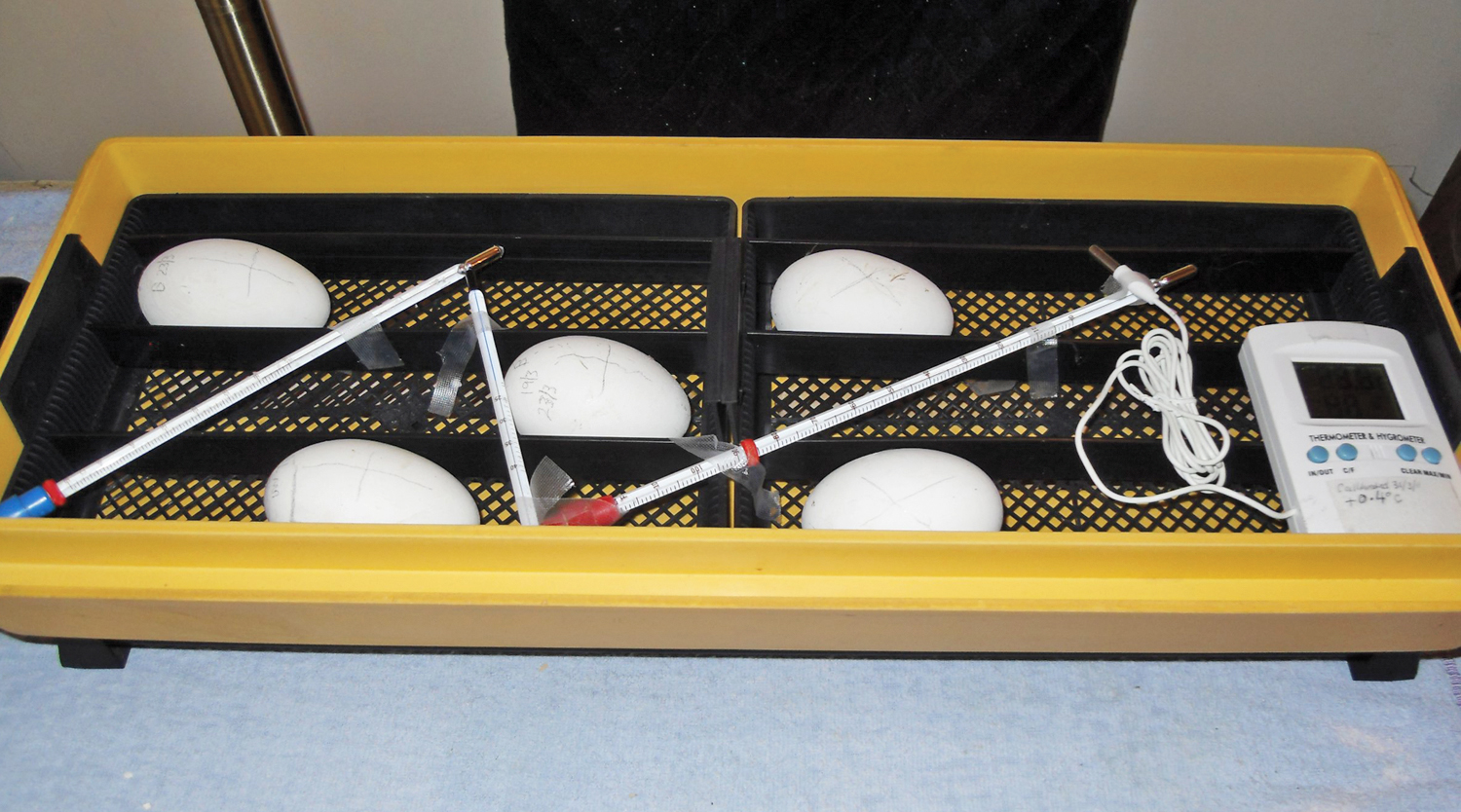 Candling Eggs and Advanced Techniques for Artificial Incubation and ...